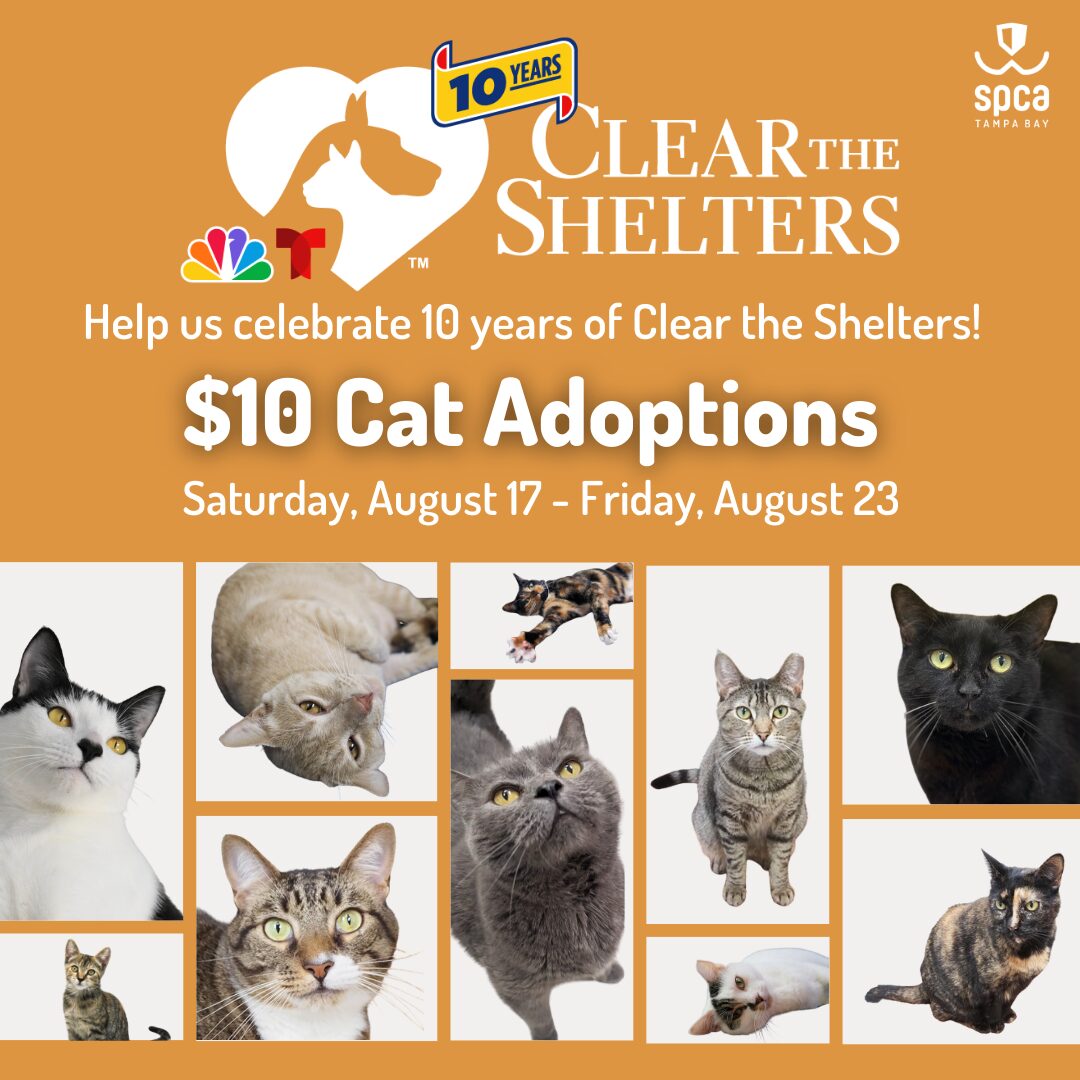 What is a DA2PP vaccine? Pet Vaccines Explained