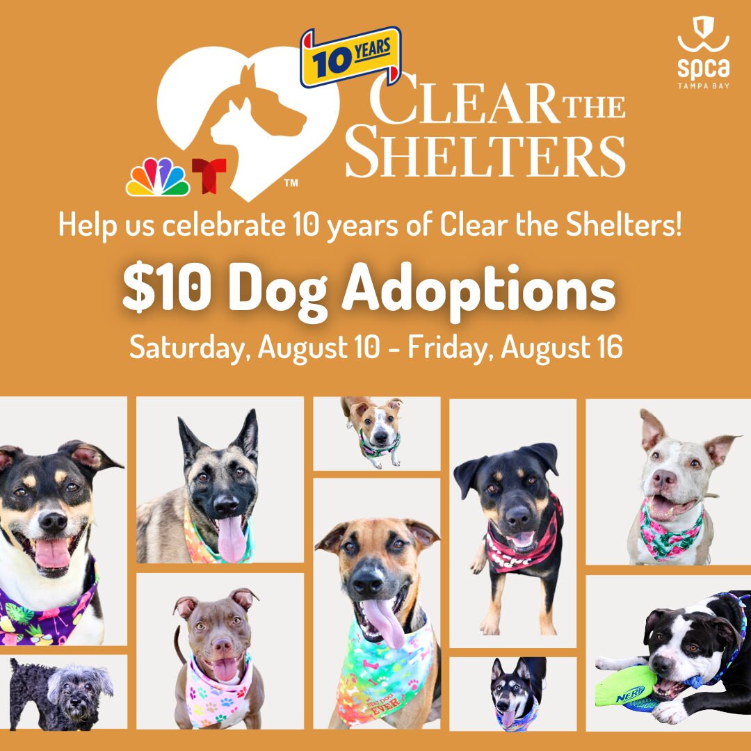 Surrender an Animal to Our Shelter | SPCA Tampa Bay