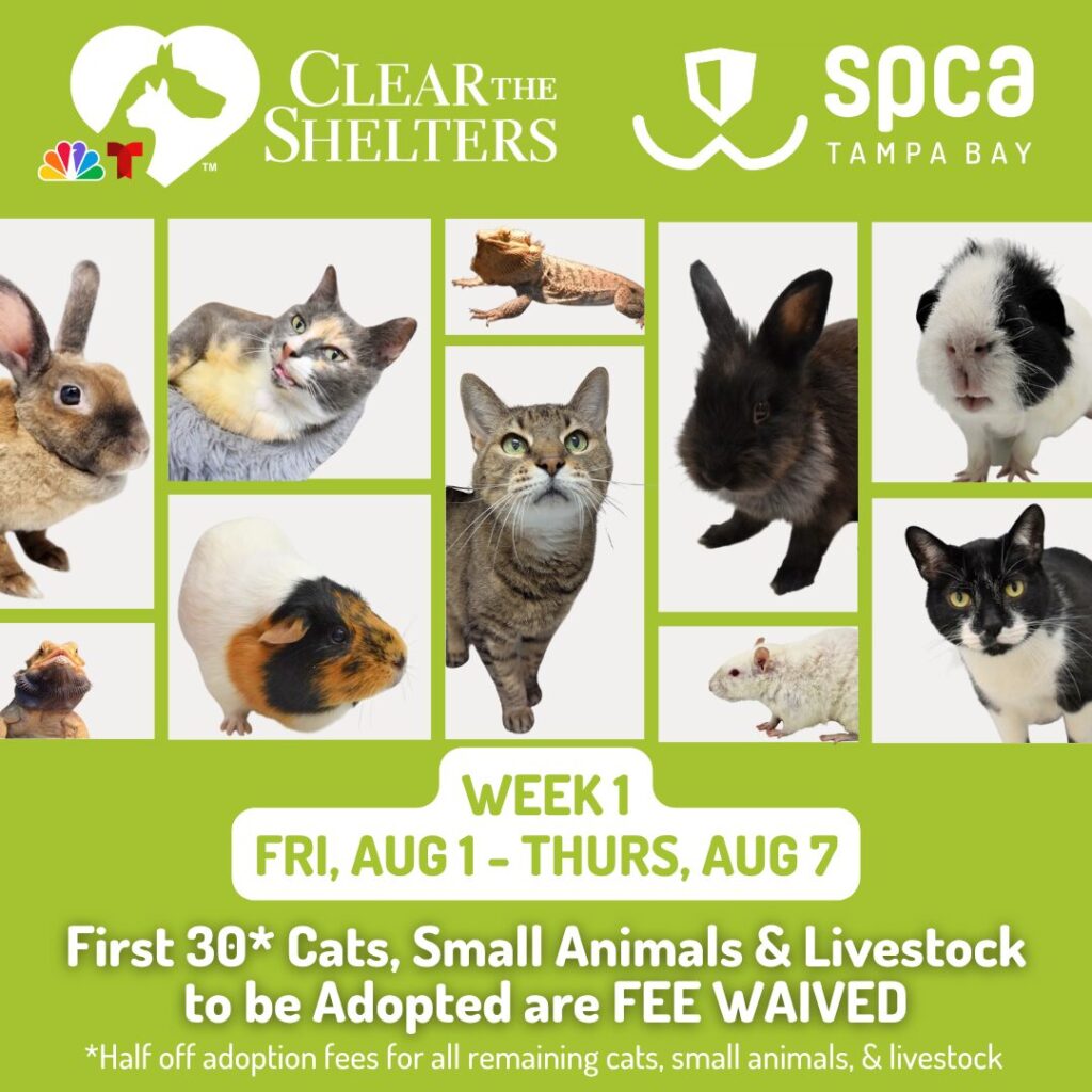 Cat and Kitten Adoptions | Animal Rescue Shelter | SPCA Tampa Bay