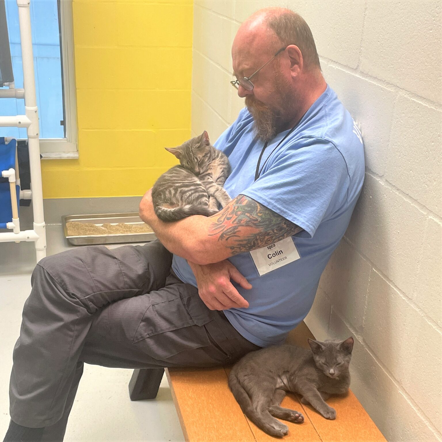 Animal Shelter Volunteer Opportunities | SPCA Tampa Bay