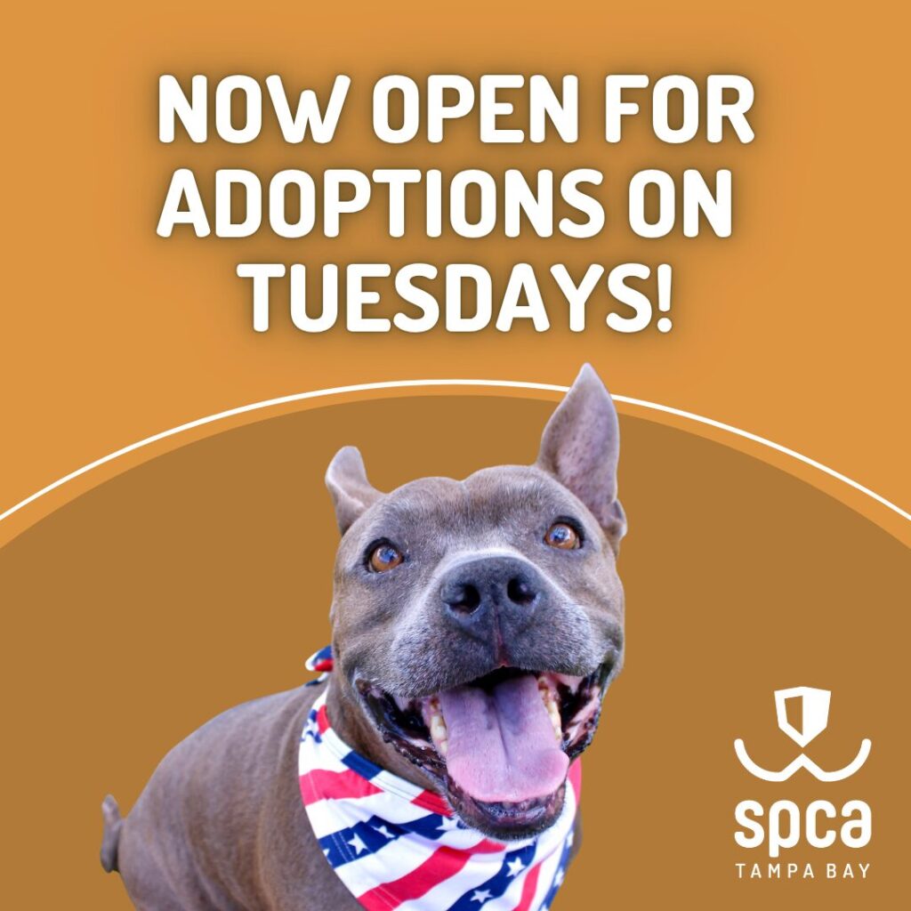 Cat and Kitten Adoptions | Animal Rescue Shelter | SPCA Tampa Bay