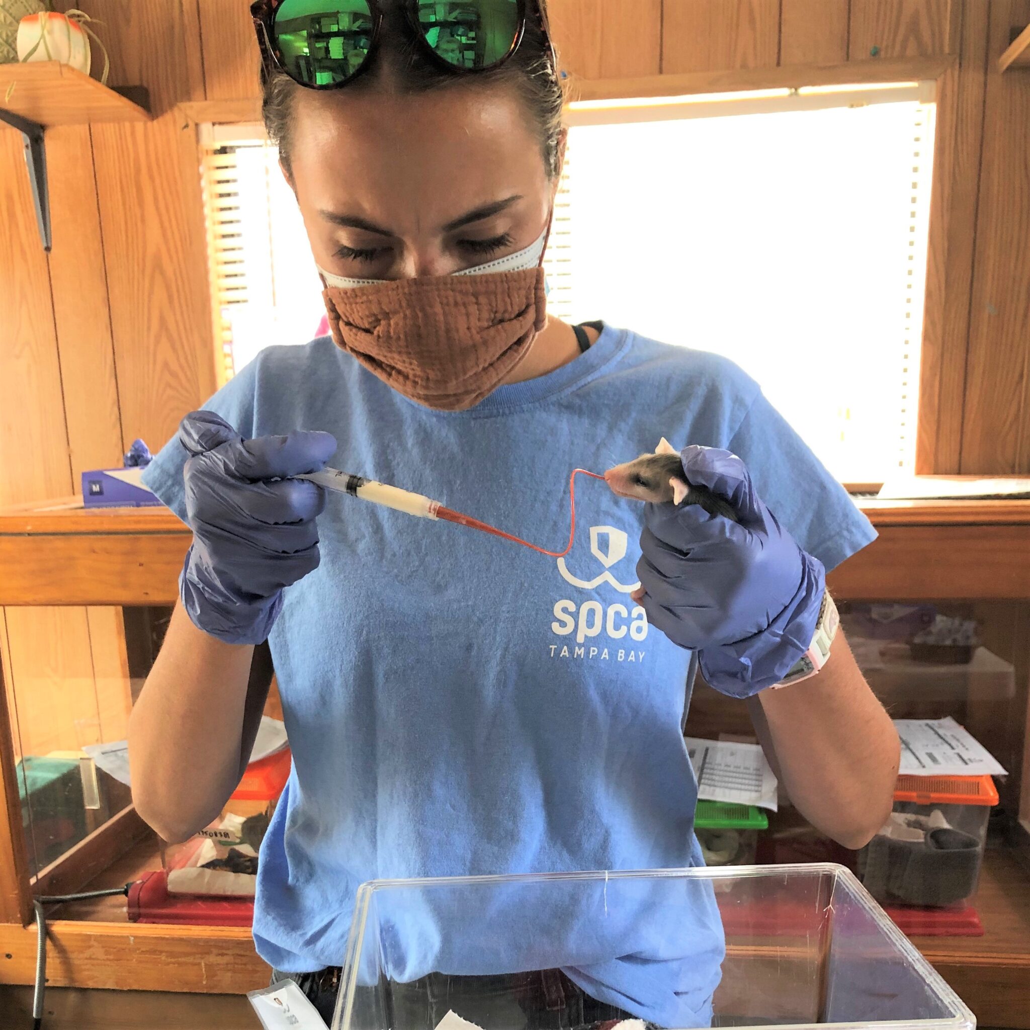 Animal Shelter Volunteer Opportunities | SPCA Tampa Bay