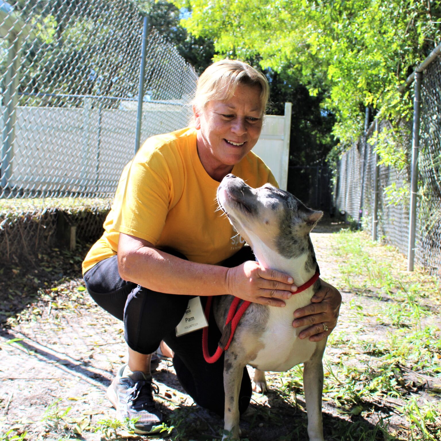 Animal Shelter Volunteer Opportunities | SPCA Tampa Bay