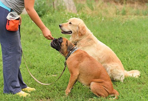 Dog & Cat Training Classes | Dog & Cat Behavior Help